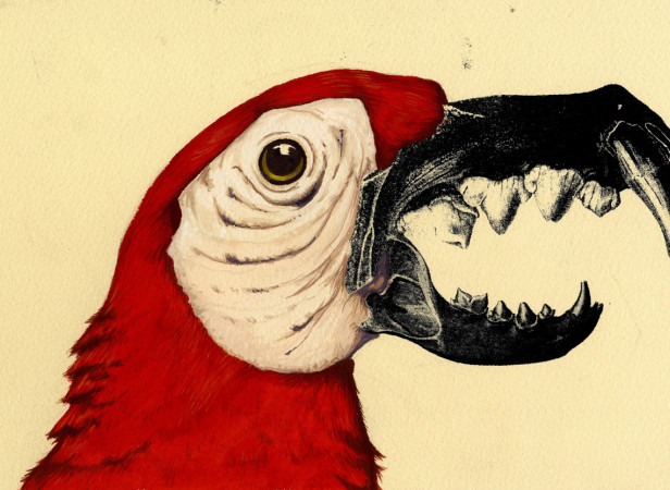 Parrot Jaws / Joe Wilson - Projects - Debut Art